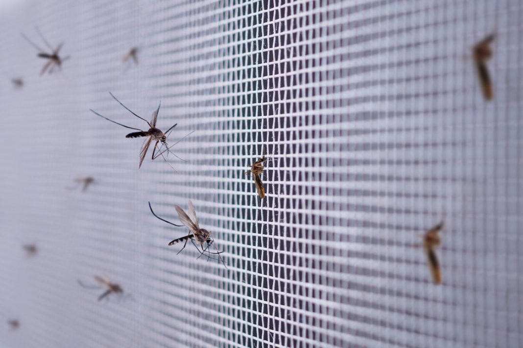 ¿Cómo evitar que los insectos entren a tu hogar? | 7 métodos infalibles